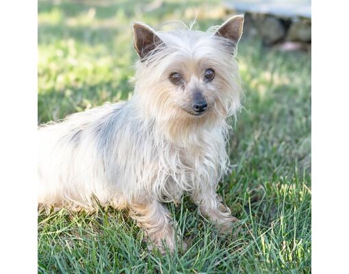 Maryland Heights, MO - Yorkie, Yorkshire Terrier. Meet PIXIE a Pet for ...