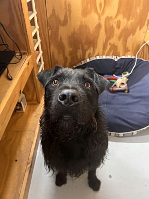 Hibbing, MN - Shar Pei/Poodle (Standard). Meet Cooper a Pet for ...