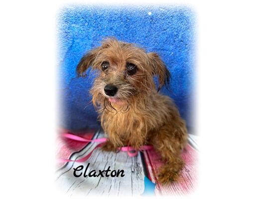 Tulsa, OK - Yorkie, Yorkshire Terrier/Mixed Breed (Medium). Meet ...