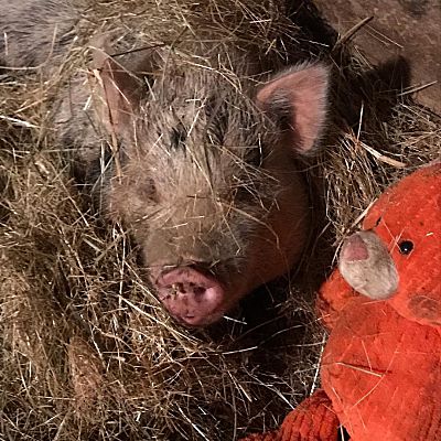 EUGENE, OR - Pig (Potbellied). Meet Maybelle a Pet for Adoption ...