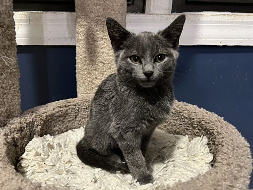 Chicago, IL - Russian Blue. Meet Blue a Pet for Adoption - AdoptaPet.com