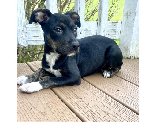 Eastford, CT - Feist/Mixed Breed (Medium). Meet NY Pima Avail Apr 28 ...