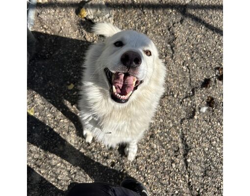 Moose Jaw, SK - German Shepherd Dog. Meet Lucky a Pet for Adoption ...