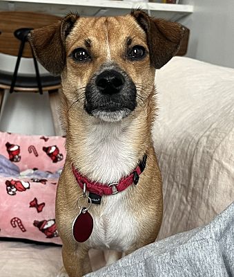 Manhattan, NY - Chihuahua/Jack Russell Terrier. Meet Timmy a Pet for ...