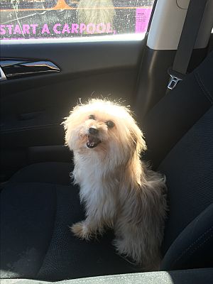 Seal Beach, CA - Lhasa Apso/Pomeranian. Meet Lollie a Pet for Adoption ...