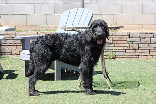 Phoenix, AZ - Irish Wolfhound/Poodle (Standard). Meet Titus a Pet for ...
