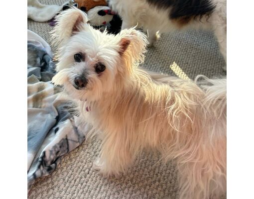 Fairfax Station, VA - Maltese. Meet Mickey a Pet for Adoption ...