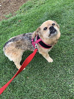 Monterey, VA - Corgi/Pekingese. Meet Susie - Sponsored! a Pet for ...