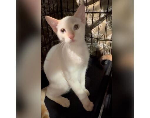 Simi Valley, CA - Siamese. Meet Natsu a Pet for Adoption - AdoptaPet.com