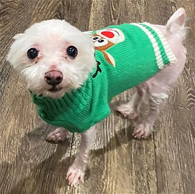 Indianapolis, IN - Maltese. Meet Elf a Pet for Adoption - AdoptaPet.com
