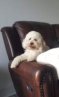 San Diego, CA - Cockapoo. Meet Simba a Pet for Adoption - AdoptaPet.com