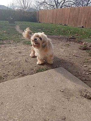Union Grove, WI - Lhasa Apso. Meet Lasha. ADOPTED a Pet for Adoption ...