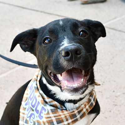 Sunnyvale, CA - Pit Bull Terrier/Labrador Retriever. Meet Sterling a ...