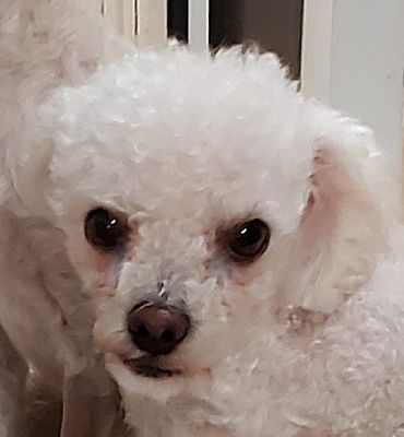 Tucson, AZ - Maltese/Poodle (Toy or Tea Cup). Meet CHIMI a Pet for ...