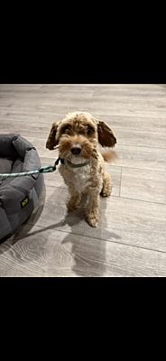 Dundee, FL - Cavalier King Charles Spaniel. Meet Charlie a Pet for ...