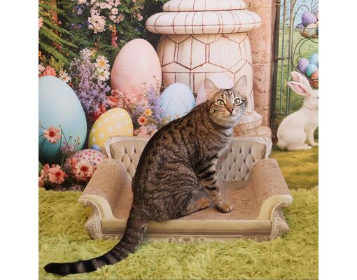 Mission, KS - Domestic Shorthair. Meet Wilhelmina Grubbly-Plank (Mina ...