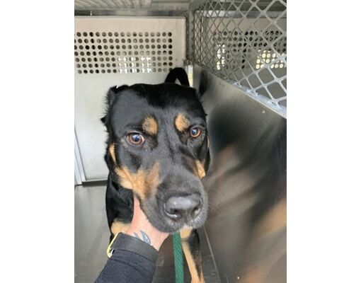 Fort Worth, TX - Rottweiler/Mixed Breed (Medium). Meet Lynn a Pet for ...