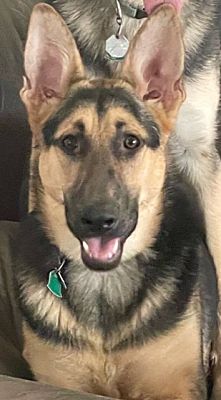 Baltimore, MD - German Shepherd Dog. Meet Nakita a Pet for Adoption ...