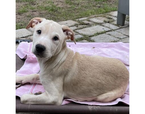 Durham, NC - Mixed Breed (Medium)/Labrador Retriever. Meet Linguine a ...