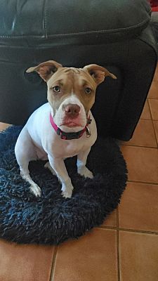 Brewster, NY - Boxer/Boston Terrier. Meet Champ (Alvarado) a Pet for ...