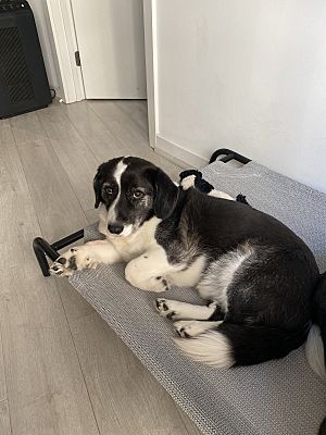 Washington, DC - Corgi/English Springer Spaniel. Meet Baxter a Pet for ...