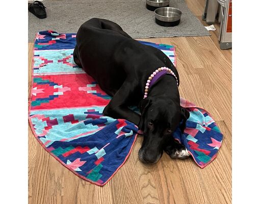 Chicago, IL - Great Dane. Meet Majesty a Pet for Adoption - AdoptaPet.com