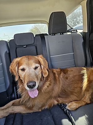 McKinney, TX - Golden Retriever. Meet Tate a Pet for Adoption ...