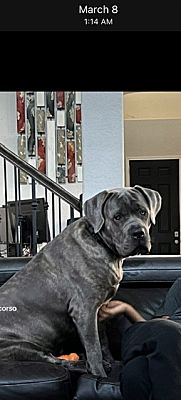 Converse, TX - Cane Corso. Meet Titan a Pet for Adoption - AdoptaPet.com
