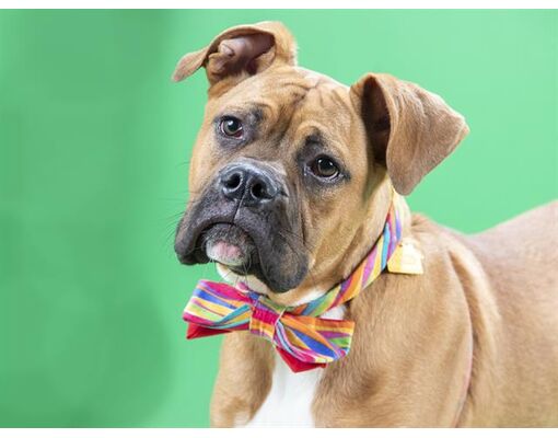 Maryland Heights, MO - Boxer/American Pit Bull Terrier. Meet KING LOUIE ...