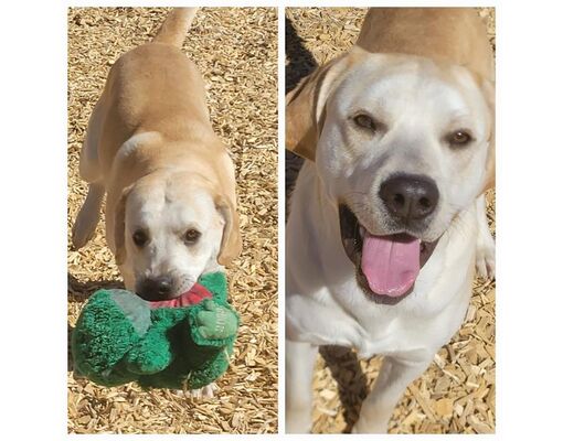Albuquerque, NM - Labrador Retriever. Meet JEFFREY a Pet for Adoption ...