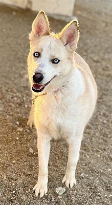 Reno, CA - Siberian Husky/Husky. Meet Cream a Pet for Adoption ...