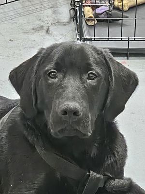 Defiance, OH - Labrador Retriever. Meet Felix a Pet for Adoption ...