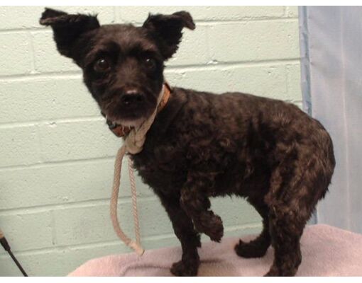 Gardena, CA - Miniature Pinscher. Meet COCO a Pet for Adoption ...