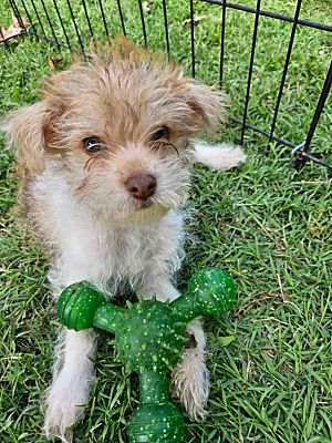 Bellevile, NJ - Cavapoo/Shih Tzu. Meet McCoy Star Trek - adoption pen a ...