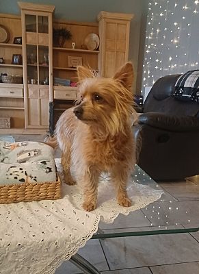 Mustang, OK - Yorkie, Yorkshire Terrier/Norwich Terrier. Meet Kinny a ...