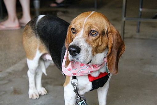 Charlotte, NC - Beagle. Meet Sally a Pet for Adoption - AdoptaPet.com