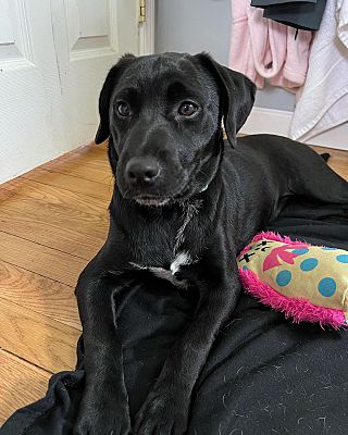 Sagaponack, NY - Labrador Retriever/Beagle. Meet Scout a Pet for ...