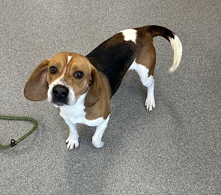 Lincoln, NE - Beagle. Meet Hubert a Pet for Adoption - AdoptaPet.com