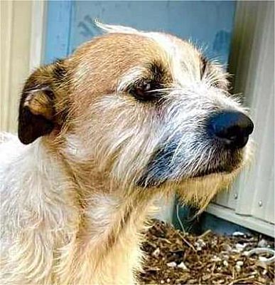 Richfield, MN - Border Terrier/Jack Russell Terrier. Meet Charlie a Pet ...