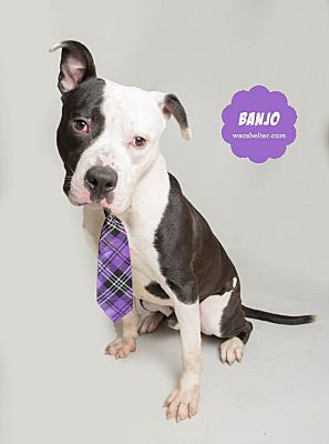 Wyandotte, MI - American Bulldog/Pit Bull Terrier. Meet BANJO a Pet for ...