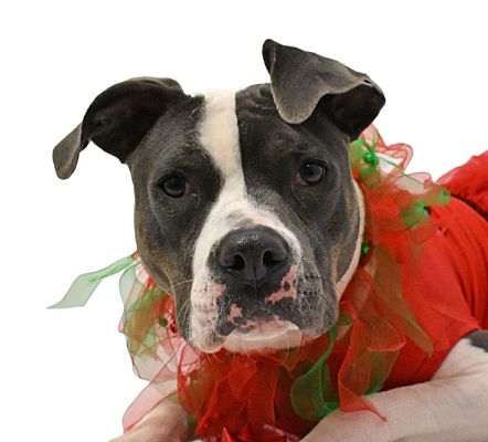 Springfield, OH - Boxer. Meet Pebbles a Pet for Adoption - AdoptaPet.com