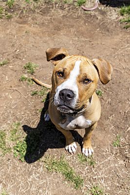 oklahoma city, OK - American Staffordshire Terrier/Boxer. Meet Roscoe a ...