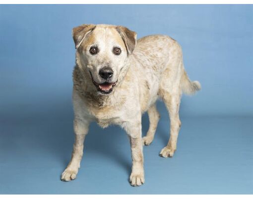 Phoenix, AZ - Labrador Retriever/Texas Heeler. Meet RUSSEL a Pet for ...
