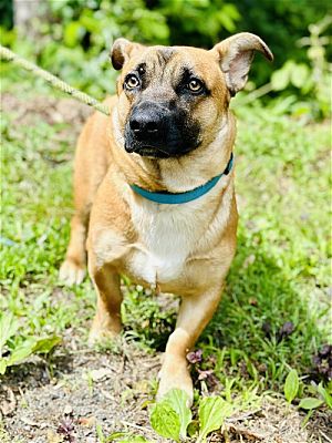 Clarkesville, GA - Belgian Malinois/Corgi. Meet Buick a Pet for ...