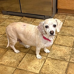 Huntington, NY - Basset Hound/Dachshund. Meet Beatrice "Bea" a Pet for ...
