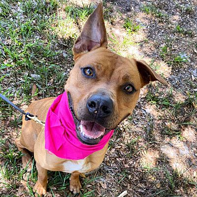 Odessa, FL - Rhodesian Ridgeback/Black Mouth Cur. Meet Riley a Pet for ...