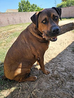 Carson, CA - Rhodesian Ridgeback/American Pit Bull Terrier. Meet Paws a ...