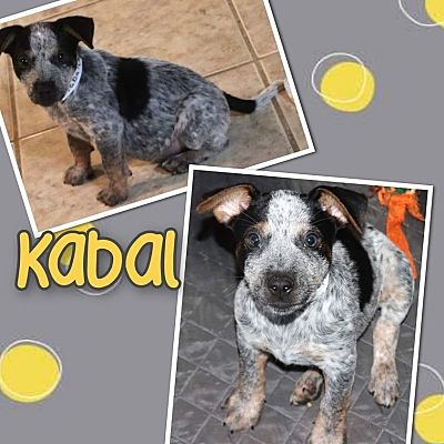 Mesa, AZ - Australian Cattle Dog. Meet Kabal a Pet for Adoption ...