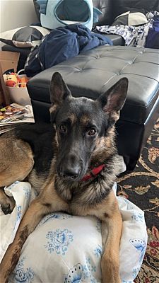 Baltimore, MD - German Shepherd Dog. Meet Krueger a Pet for Adoption ...