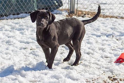Sterling, MA - Labrador Retriever. Meet FOUR Lab Mix Pups - 4 Months a ...